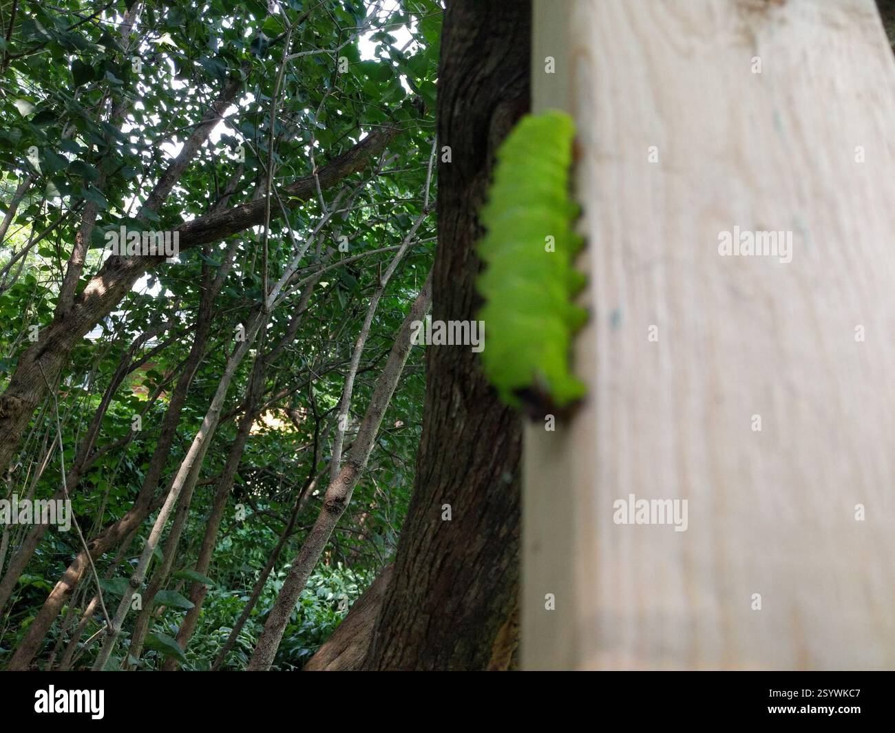 (Saturniini), Insecta, Dorval, QC H9S 3W4, Canada Stock Photo - Alamy