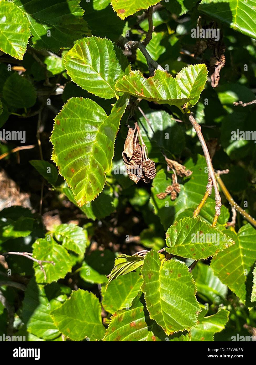 green alder (Alnus alnobetula), Plantae, Sunshine Coast, BC, CA Stock ...