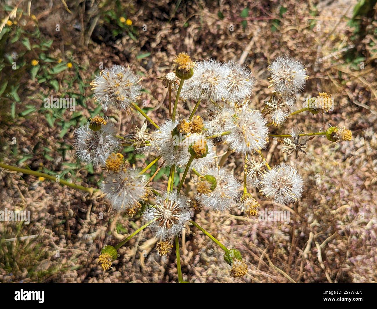 (Asteroideae), Plantae, Eldorado National Forest, El Dorado, California ...