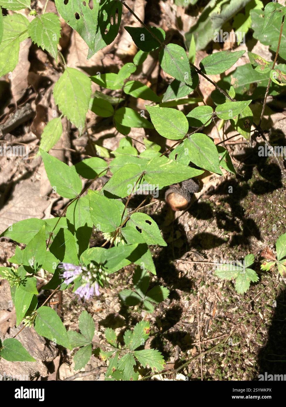 common dittany (Cunila origanoides), Plantae, Martinsville, IN, US ...