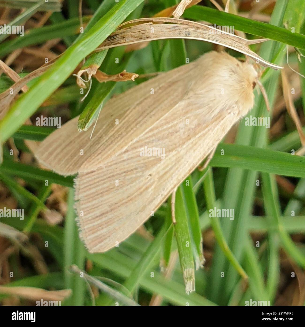 Common Wainscot (Mythimna pallens), Insecta, Church View, Witchford ...