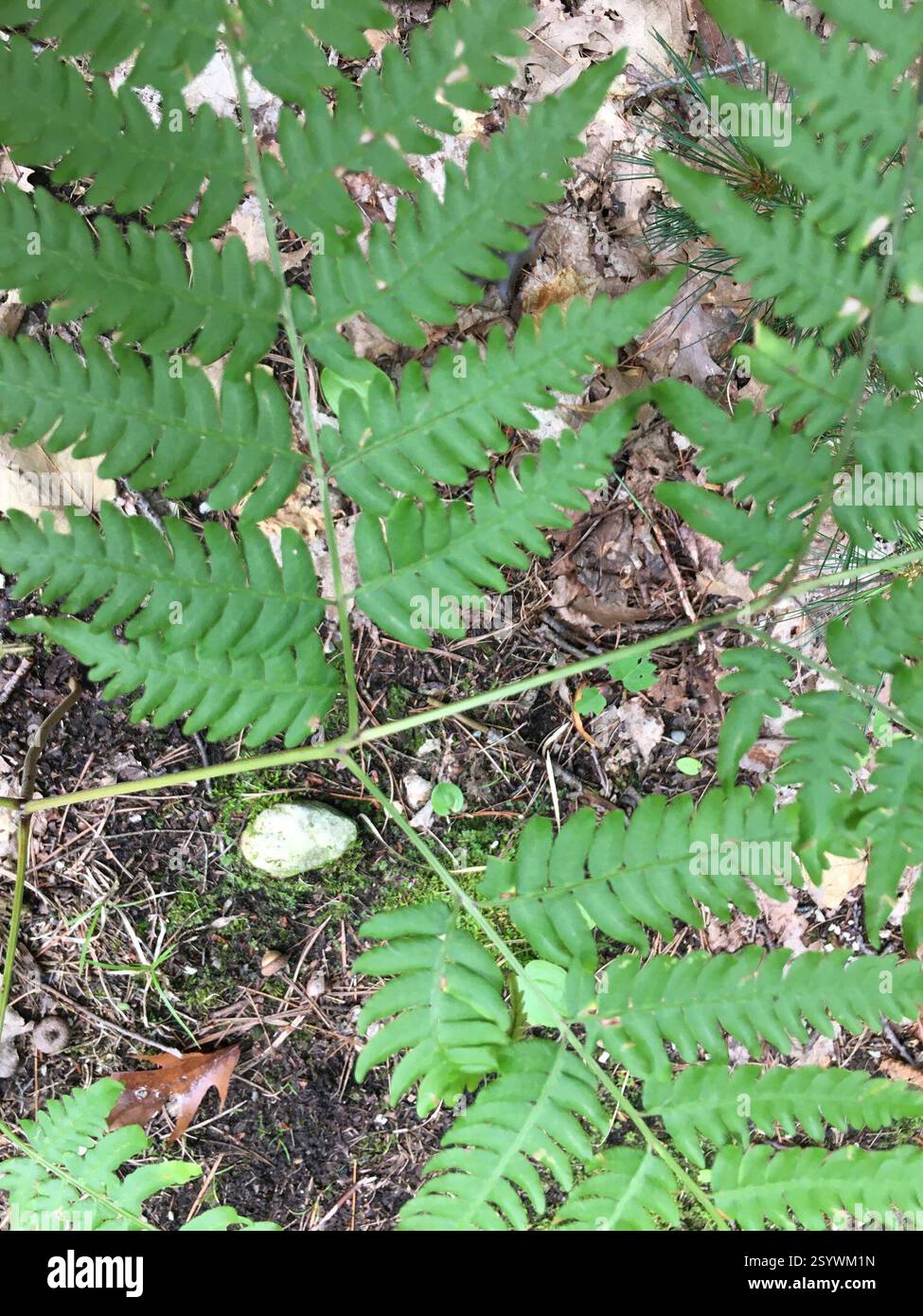 eagle fern (Pteridium aquilinum latiusculum), Plantae, Potawatomi State ...
