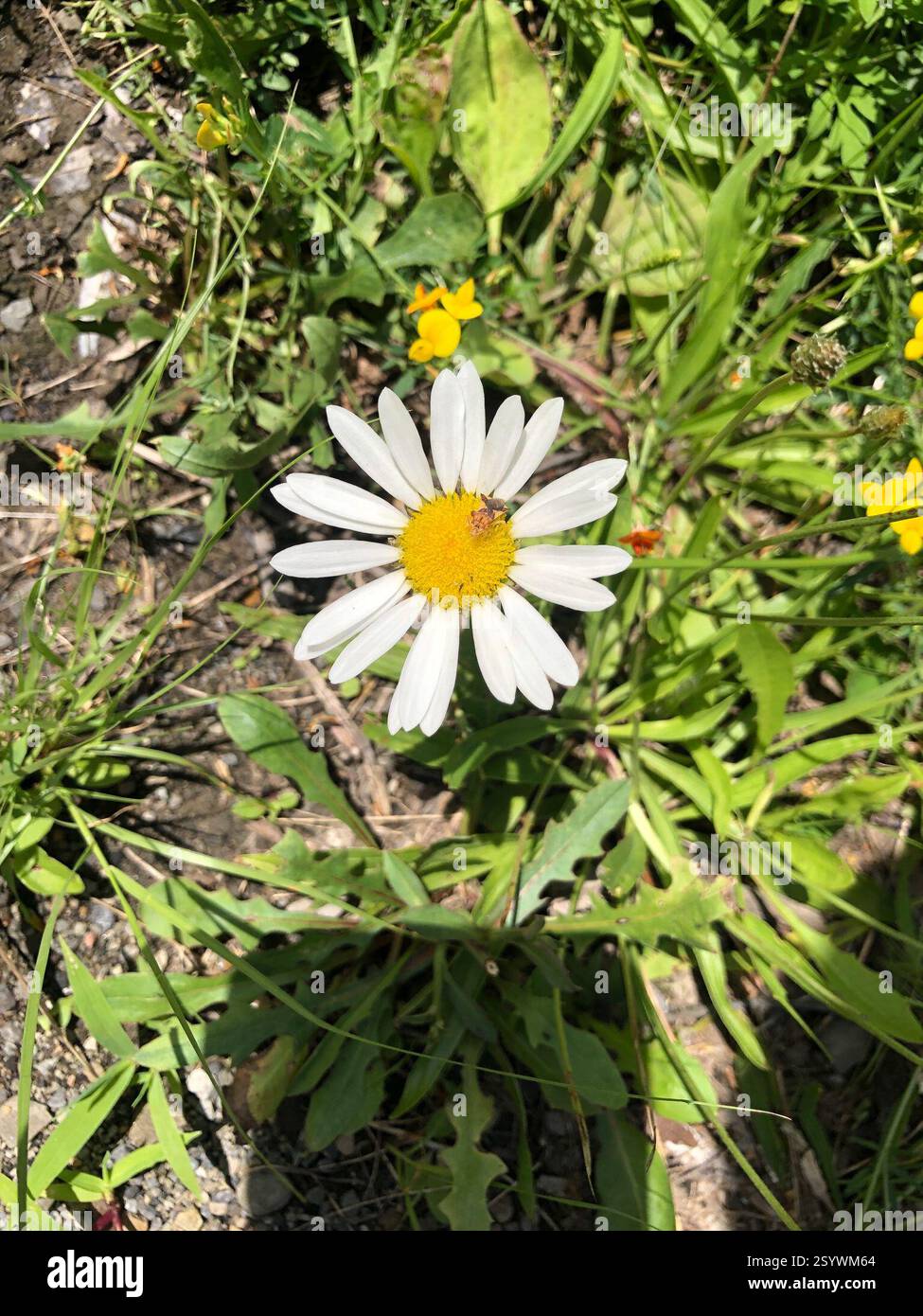 oxeye daisy (Leucanthemum vulgare), Plantae, Rich Rd, Ithaca, NY, US ...