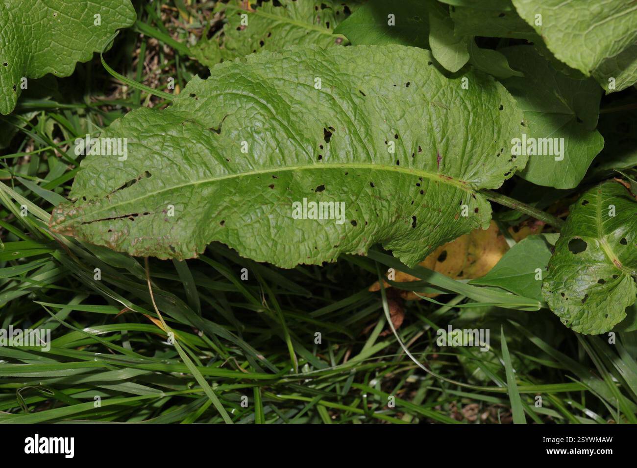 broad-leaved dock (Rumex obtusifolius), Plantae, Leeds Liverpool Canal ...