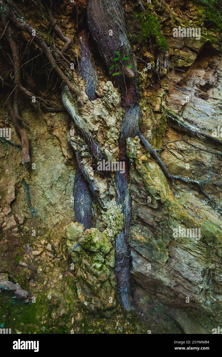 Tree roots cling to a textured rock face, interspersed with moss and ...