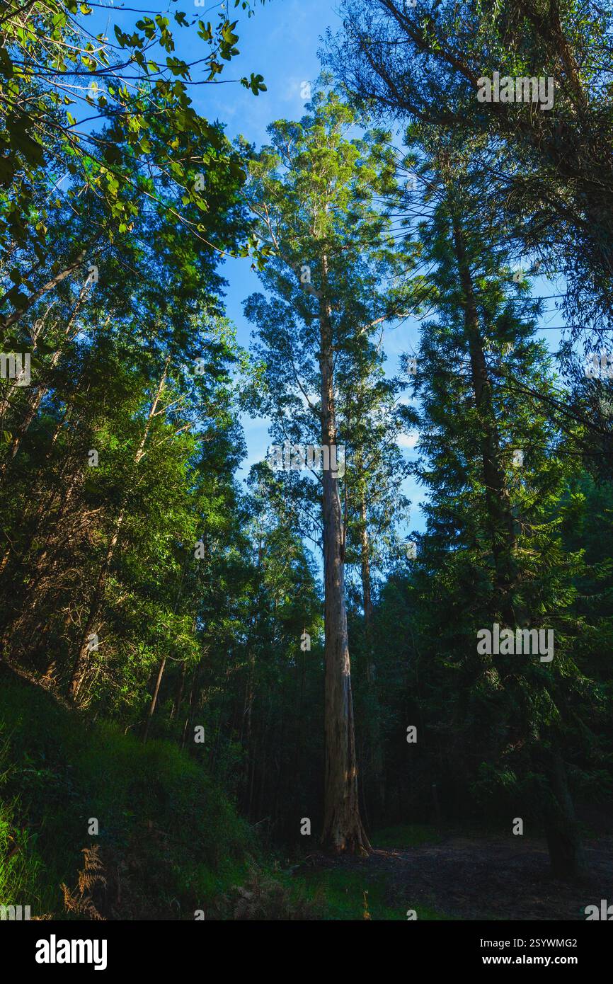 Tall trees reach towards a blue sky in a dense forest, creating a sense of height and natural ...