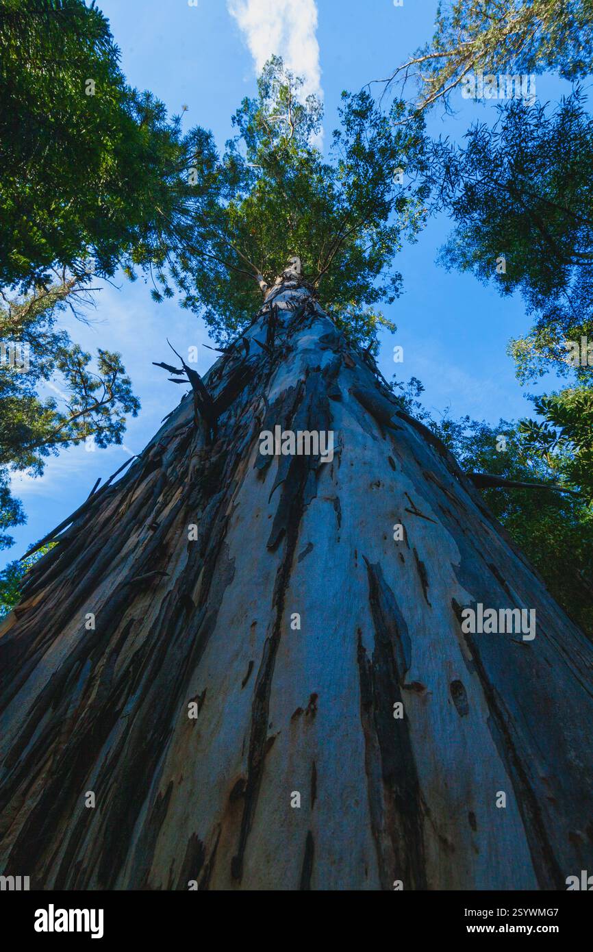 Looking up at tall trees reaching towards a blue sky with wispy clouds ...