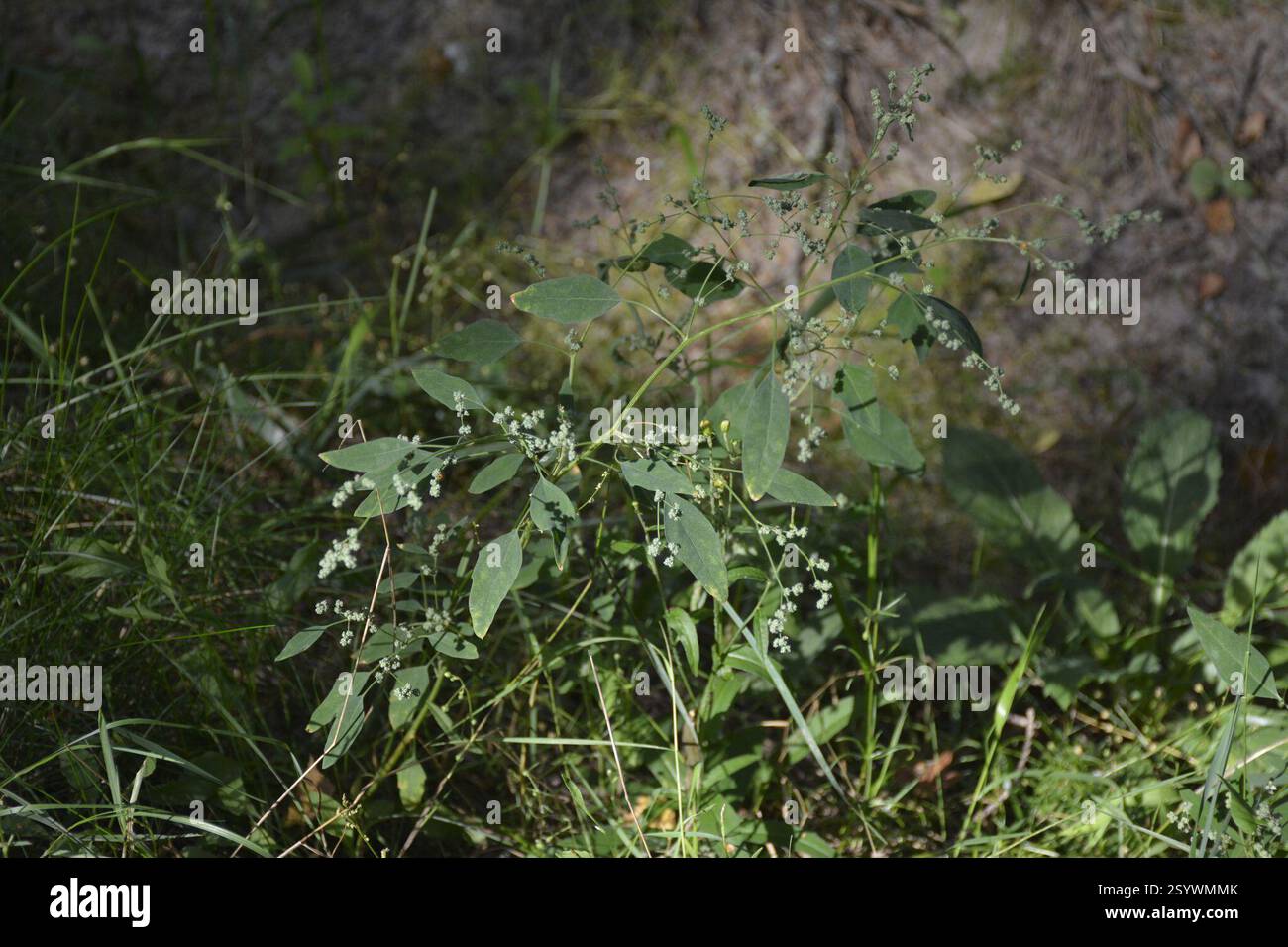 Copse-bindweed (Fallopia dumetorum), Plantae, Селивановский р-н ...