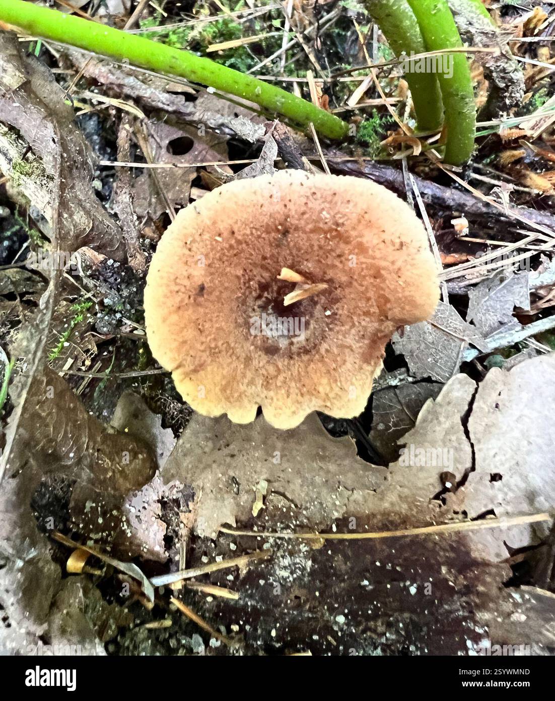 Oakbug Milkcap (Lactarius quietus), Fungi, Kanuga Lake Rd ...