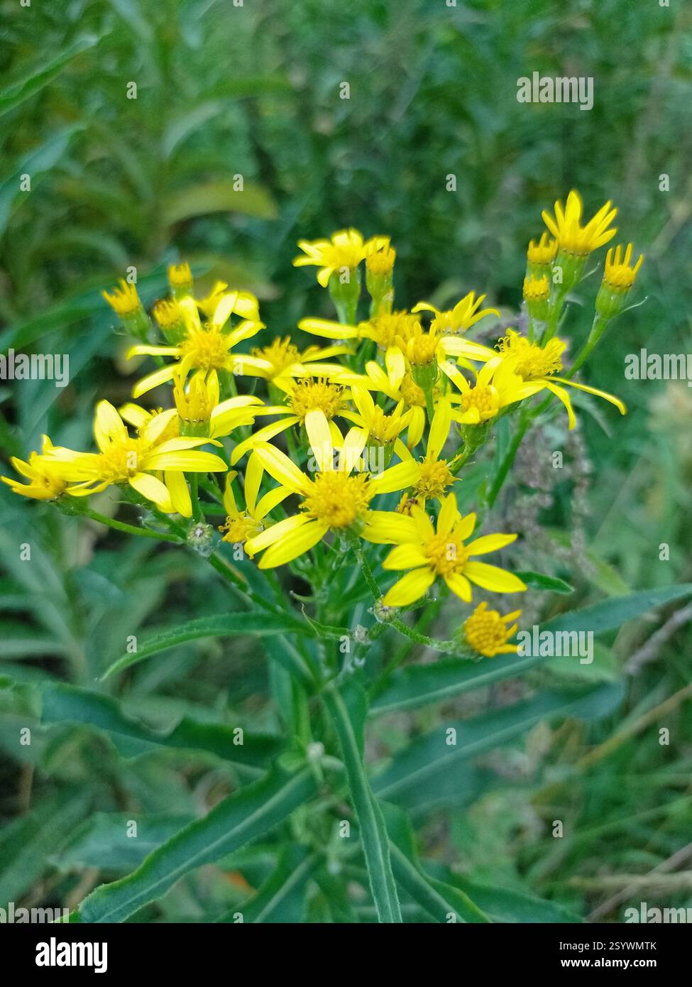 Saracen's Woundwort (Senecio sarracenicus), Plantae, Trevalyn, Rossett ...