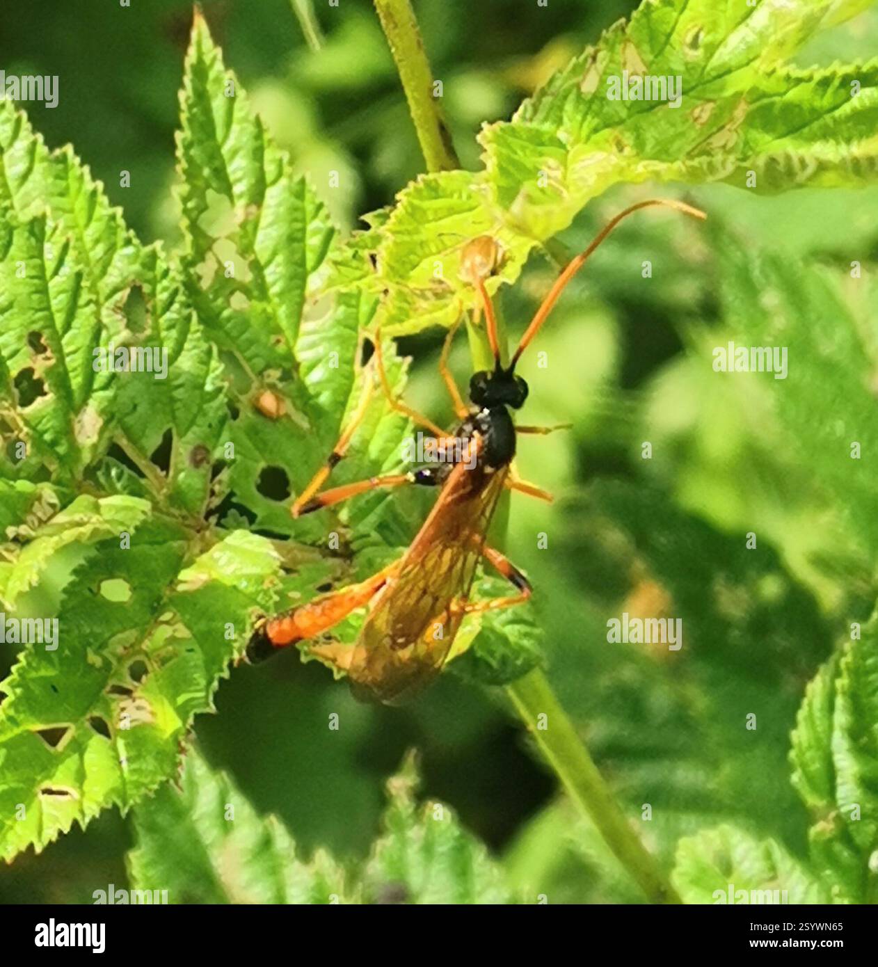(Therion circumflexum), Insecta, 31160 Urjala, Suomi Stock Photo - Alamy