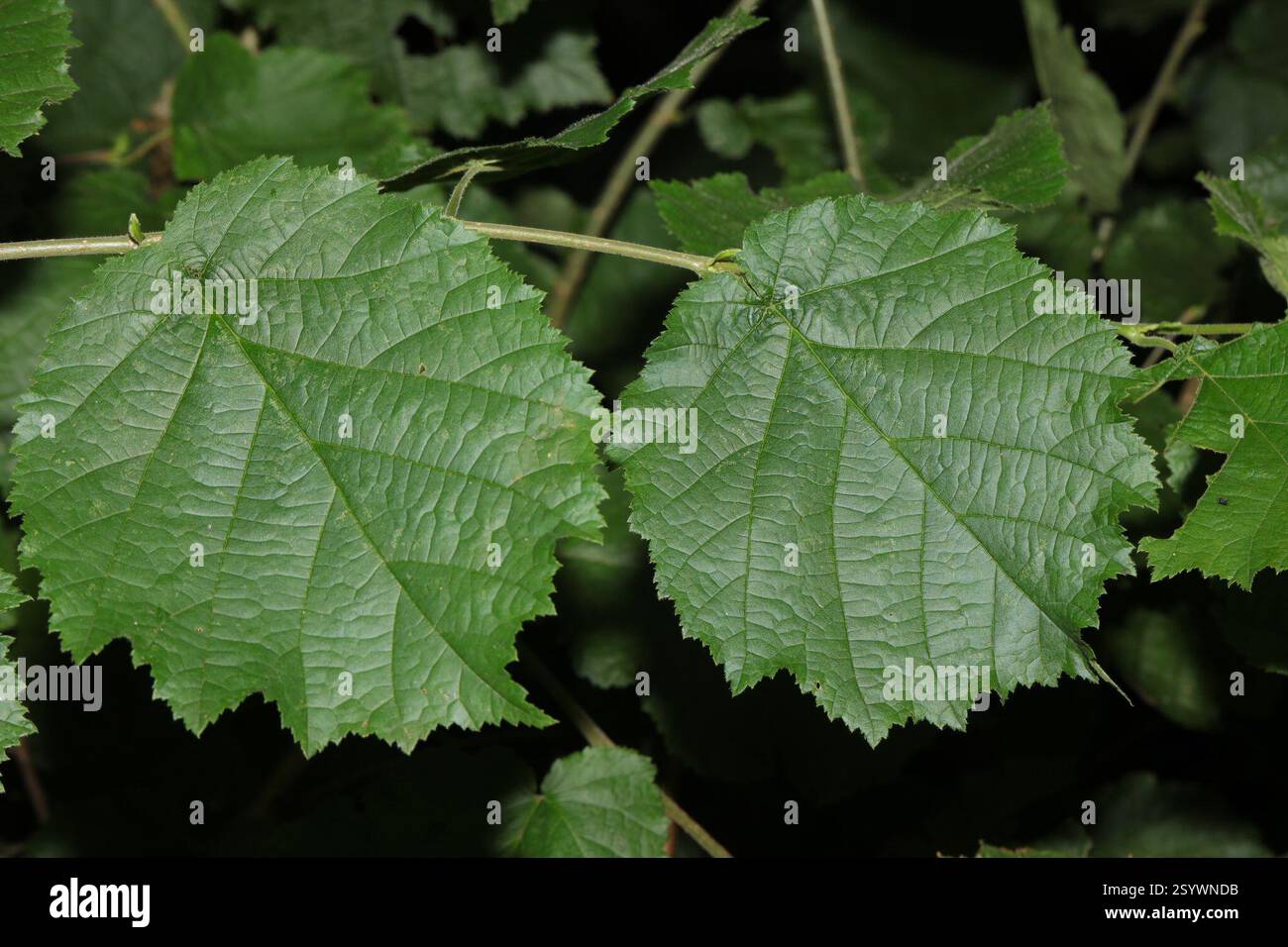 common hazel (Corylus avellana), Plantae, Burtonwood Nature Park, Green ...