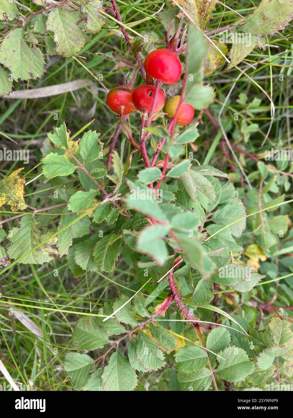 Rosa arkansana us hi-res stock photography and images - Alamy