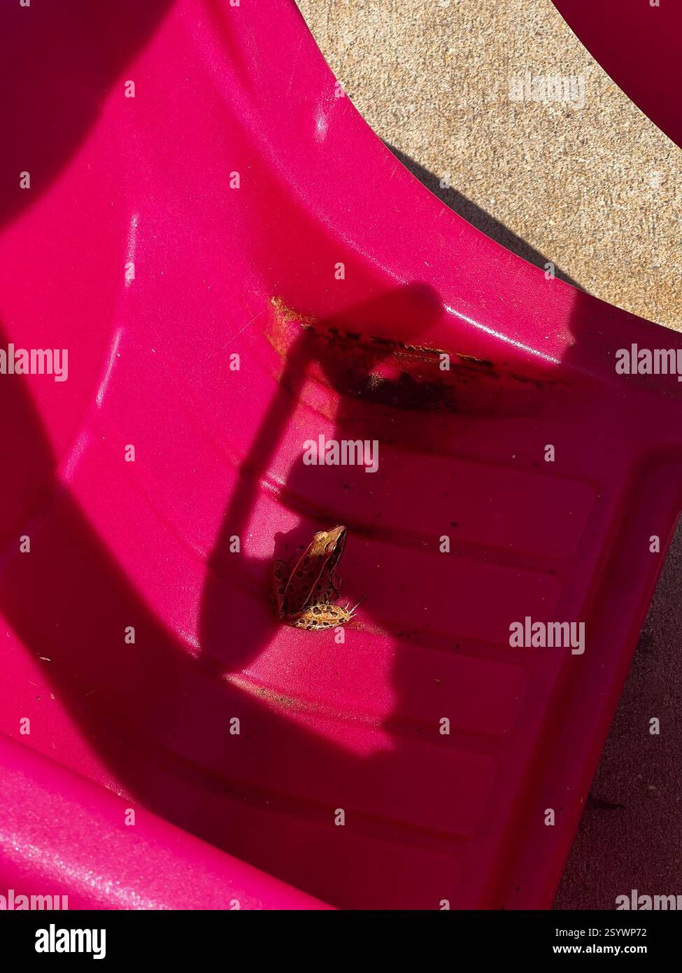 Southern Leopard Frog (Lithobates sphenocephalus), Amphibia, Zebulon ...