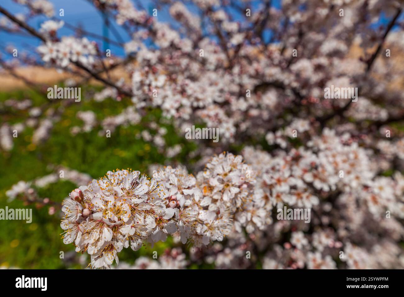 A close-up shot showcases delicate white blossoms clustered on a tree ...