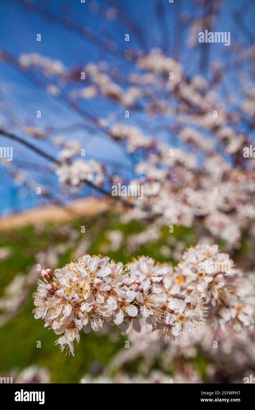 A close-up shot showcases delicate white blossoms clustered on a tree ...