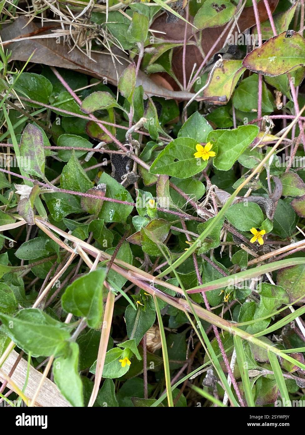 straggler daisy (Calyptocarpus vialis), Plantae, Luprena St, Mansfield ...