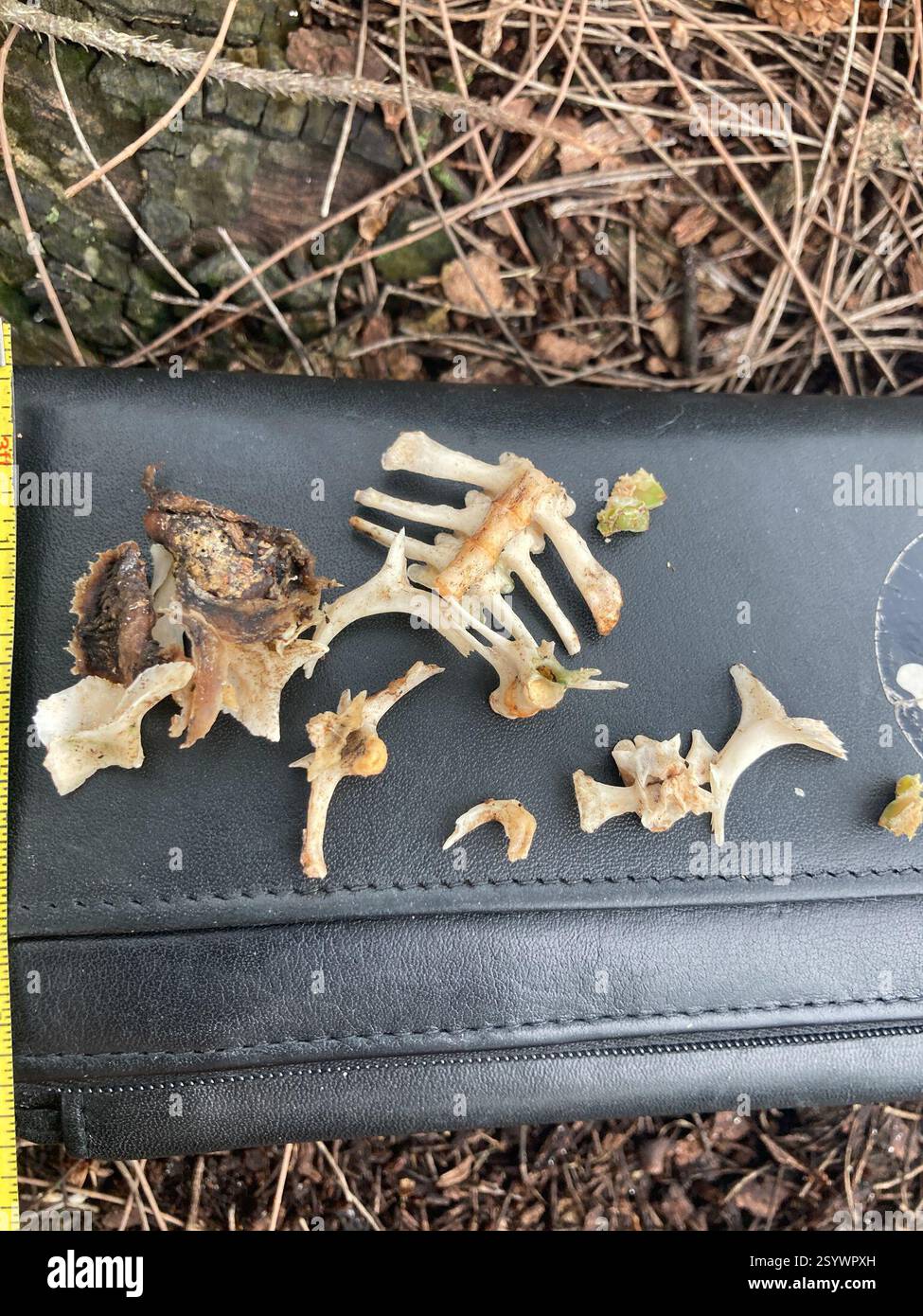 Frogs and Toads (Anura), Amphibia, Hollybrook Golf and Tennis Club ...