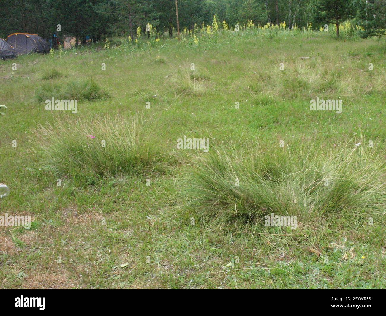 Matgrass (Nardus stricta), Plantae, Кузнецкий р-н, Пензенская обл ...