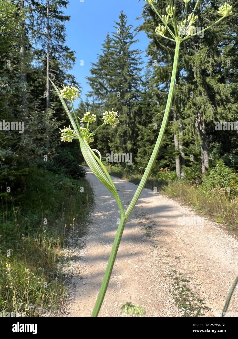 (Apioideae), Plantae, Glamoč, Federacija Bosne i Hercegovine, BA Stock ...