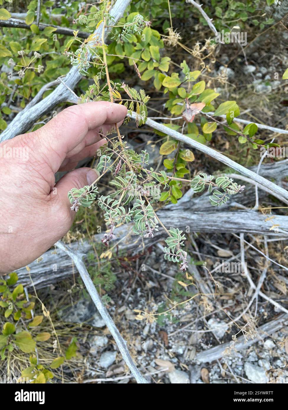 Velvet Bundleflower (Desmanthus velutinus), Plantae, Killeen, TX, US ...