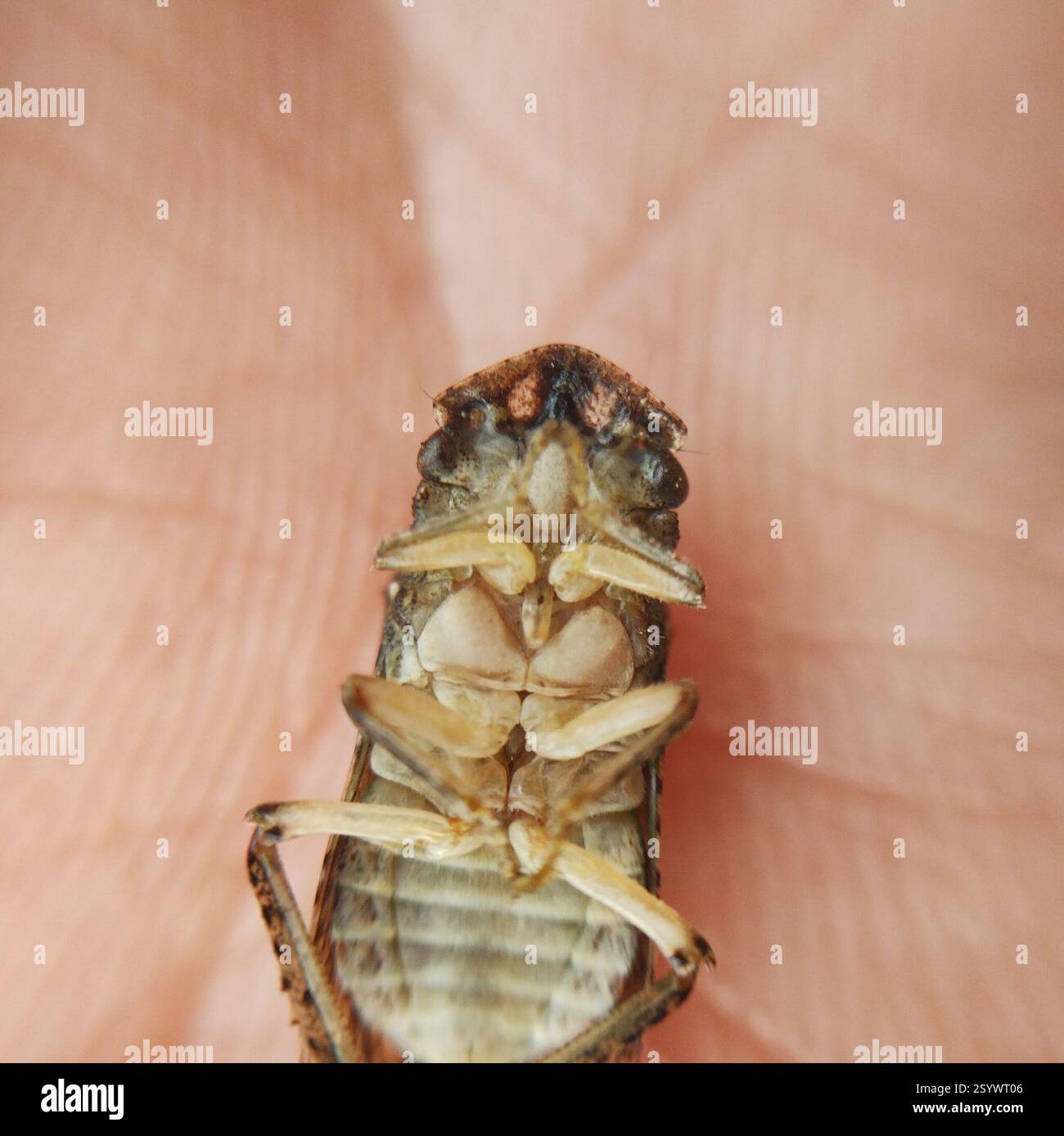 Horned Leafhopper (Ledra aurita), Insecta, Kosanin dol, Pancharevo ...