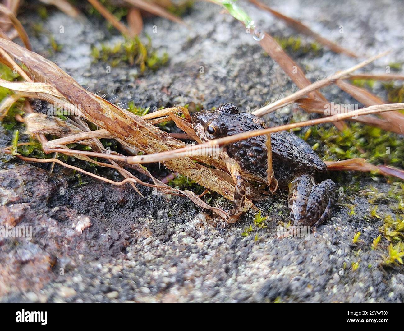 Indian frogs (Indirana), Amphibia, Poonjar Vadakkekara, Kerala, India ...
