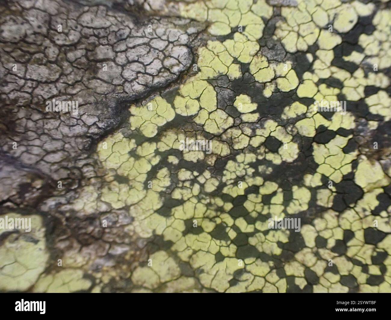 yellow map lichen (Rhizocarpon geographicum), Fungi, Gellilydan ...