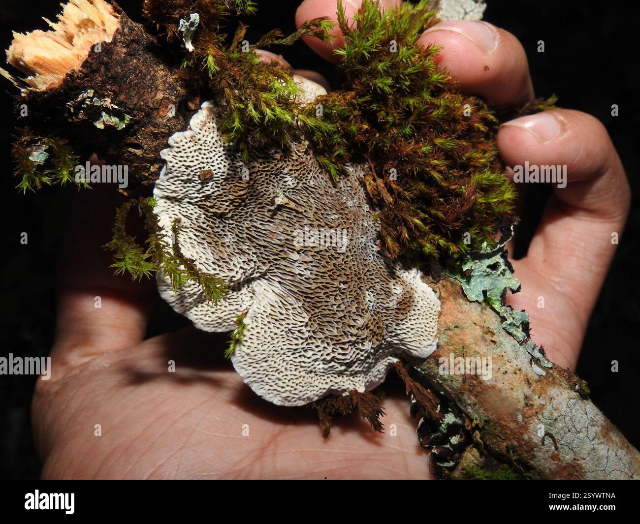 Common Mazegill (Datronia mollis), Fungi, Kufstein, Austria Stock Photo ...