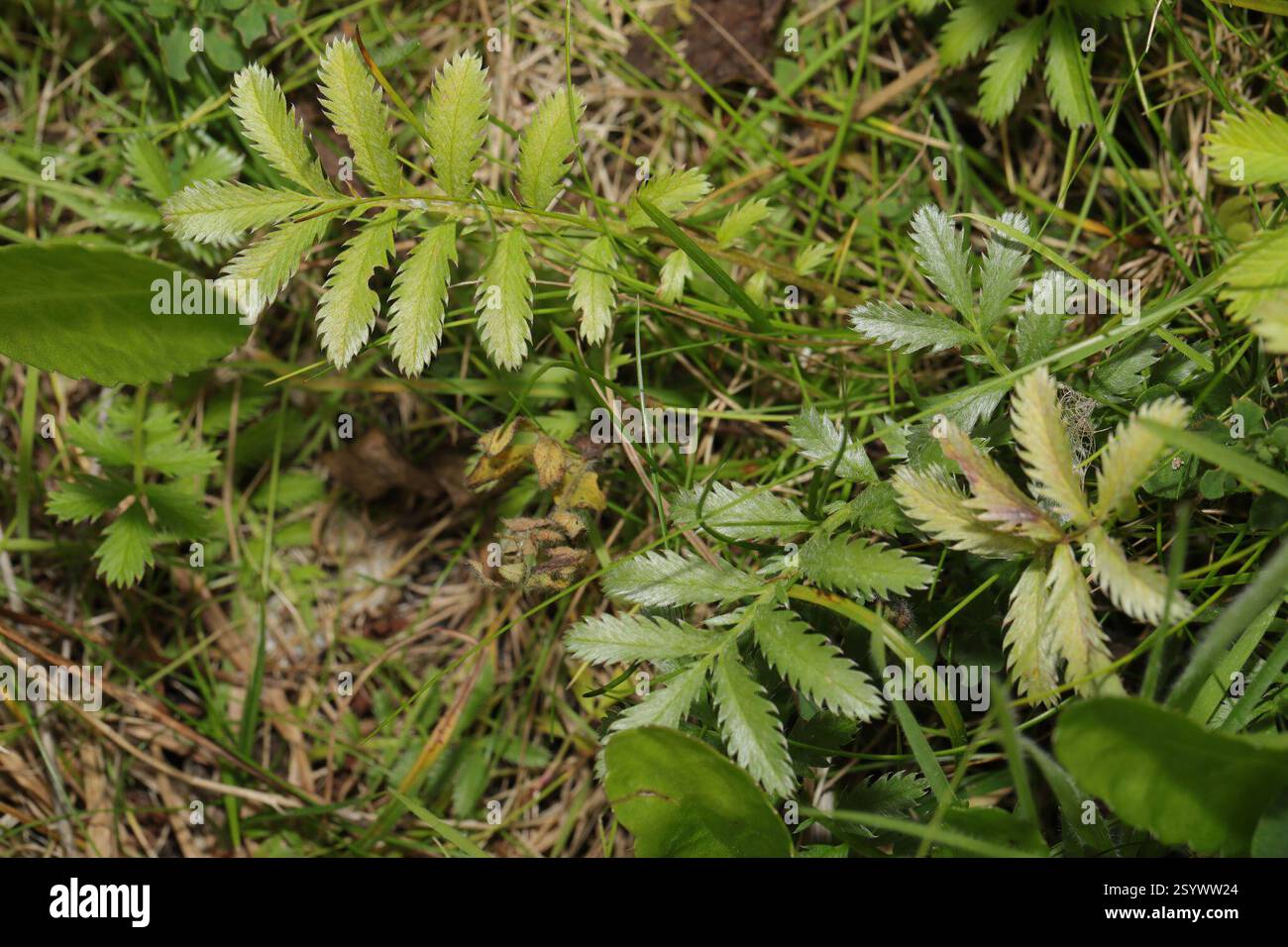 common silverweed (Argentina anserina), Plantae, Talacre Beach area ...