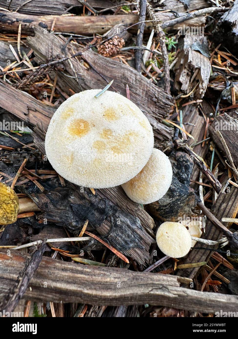 False Chanterelle (Hygrophoropsis aurantiaca), Fungi, Sunset Beach Ln ...