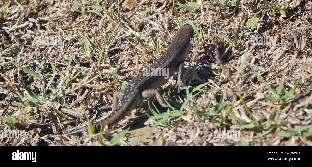 Southern Rainbow Skink (Carlia tetradactyla), Reptilia, Mole River NSW ...
