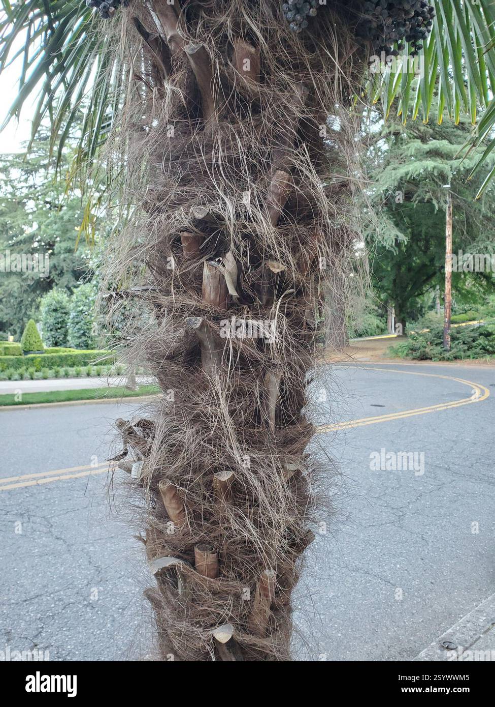 Chusan Palm (Trachycarpus fortunei), Plantae, Oregon, US, Found another ...