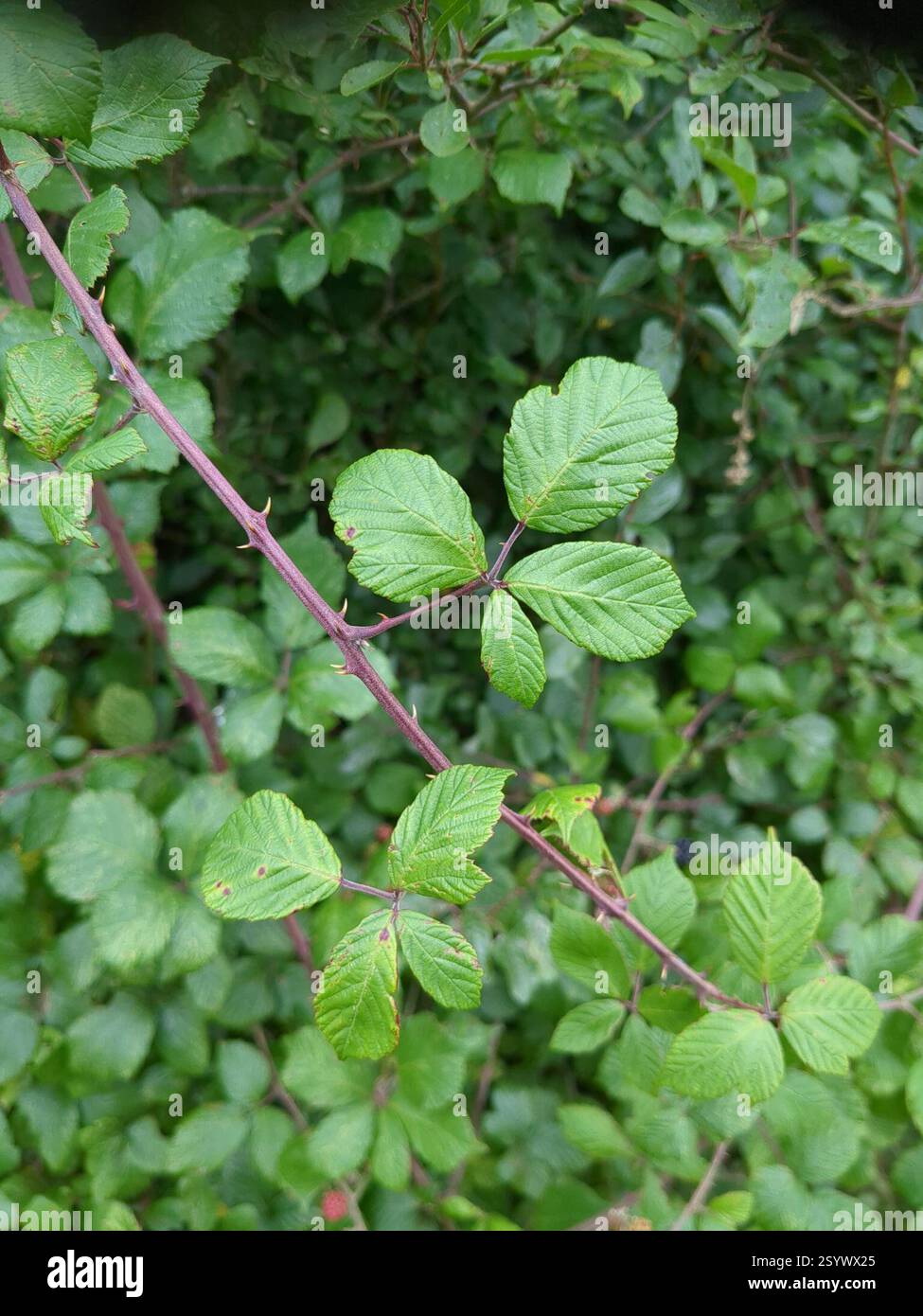brambles (Rubus), Plantae, Brislington, Bristol, UK Stock Photo - Alamy