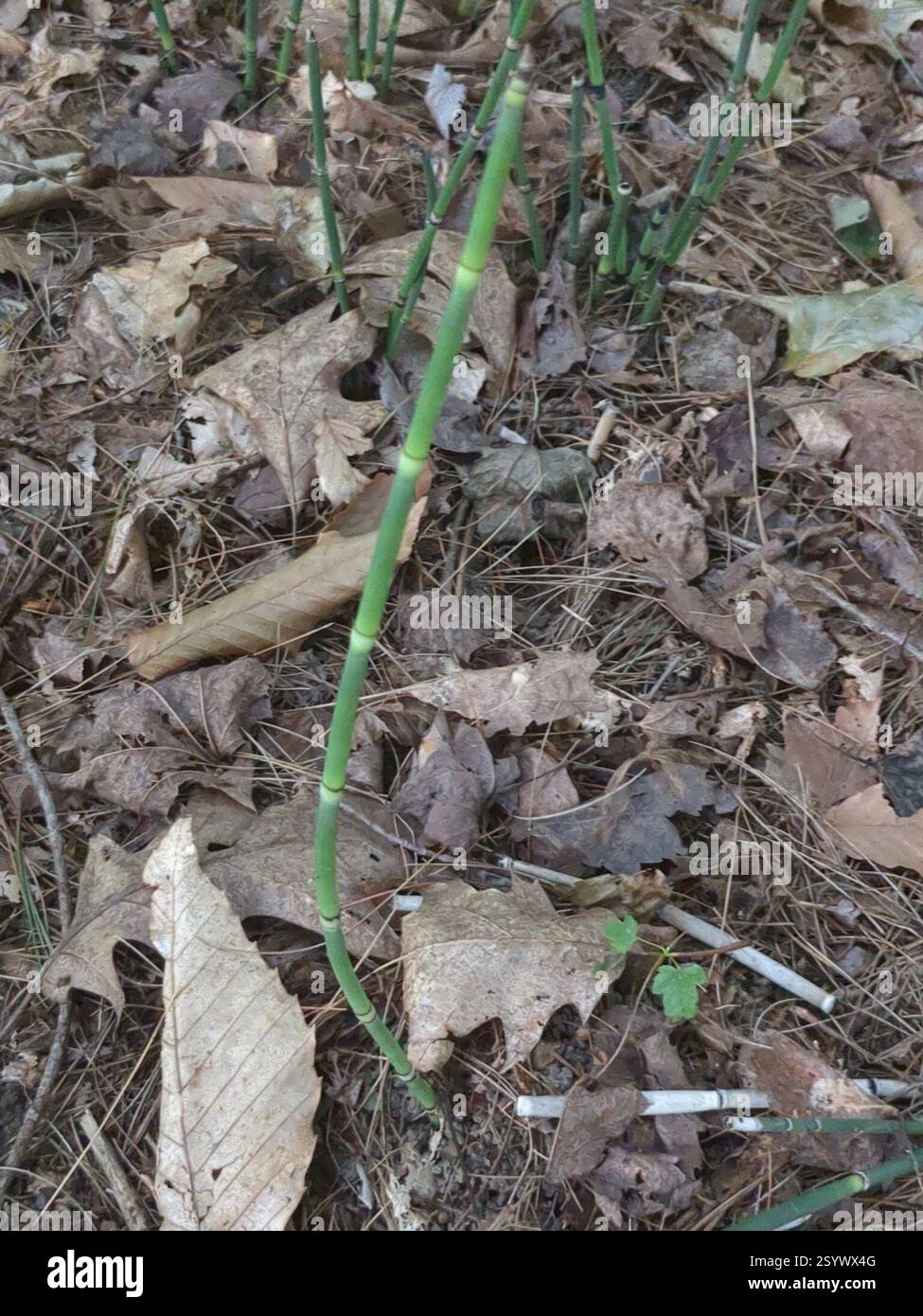 horsetails (Equisetum), Plantae, Monroe, NH 03771, USA, Hollow stem ...