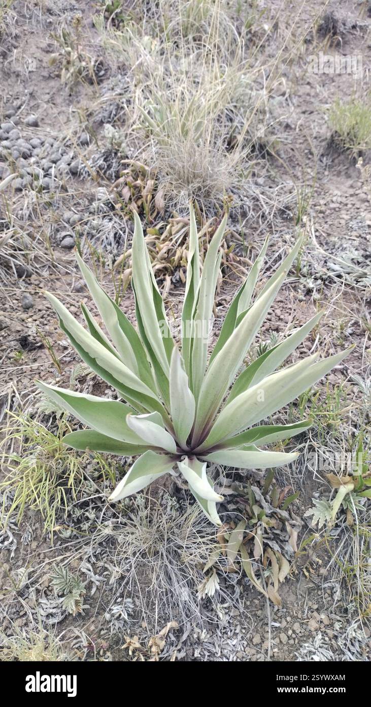 monument plant (Frasera speciosa), Plantae, Creede, CO 81130, USA Stock ...