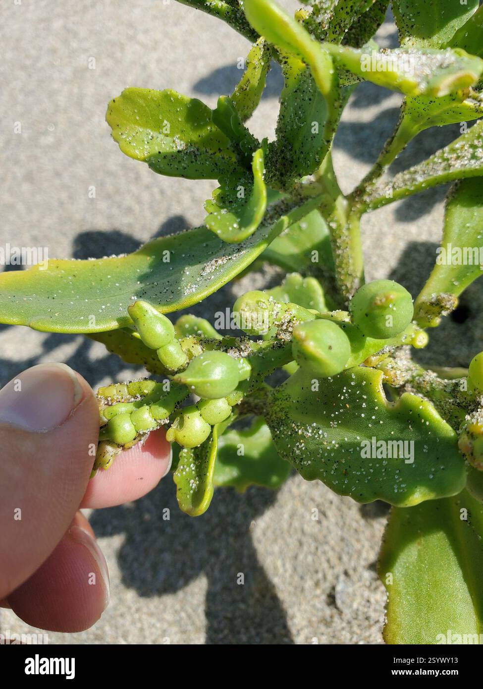 Eastern Searocket (Cakile edentula edentula), Plantae, Oregon, US Stock ...