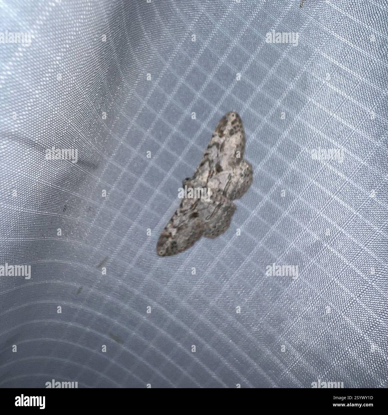 (Iridopsis fragilaria), Insecta, Hawaiʻi, Kamuela, HI, US Stock Photo ...