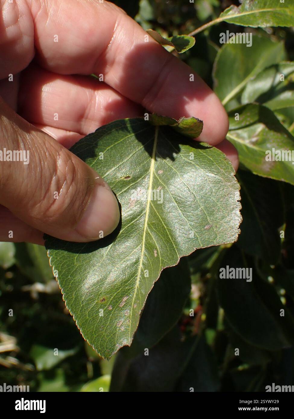 Common Pear (Pyrus communis), Plantae, Portsmouth, UK, Milton Common ...