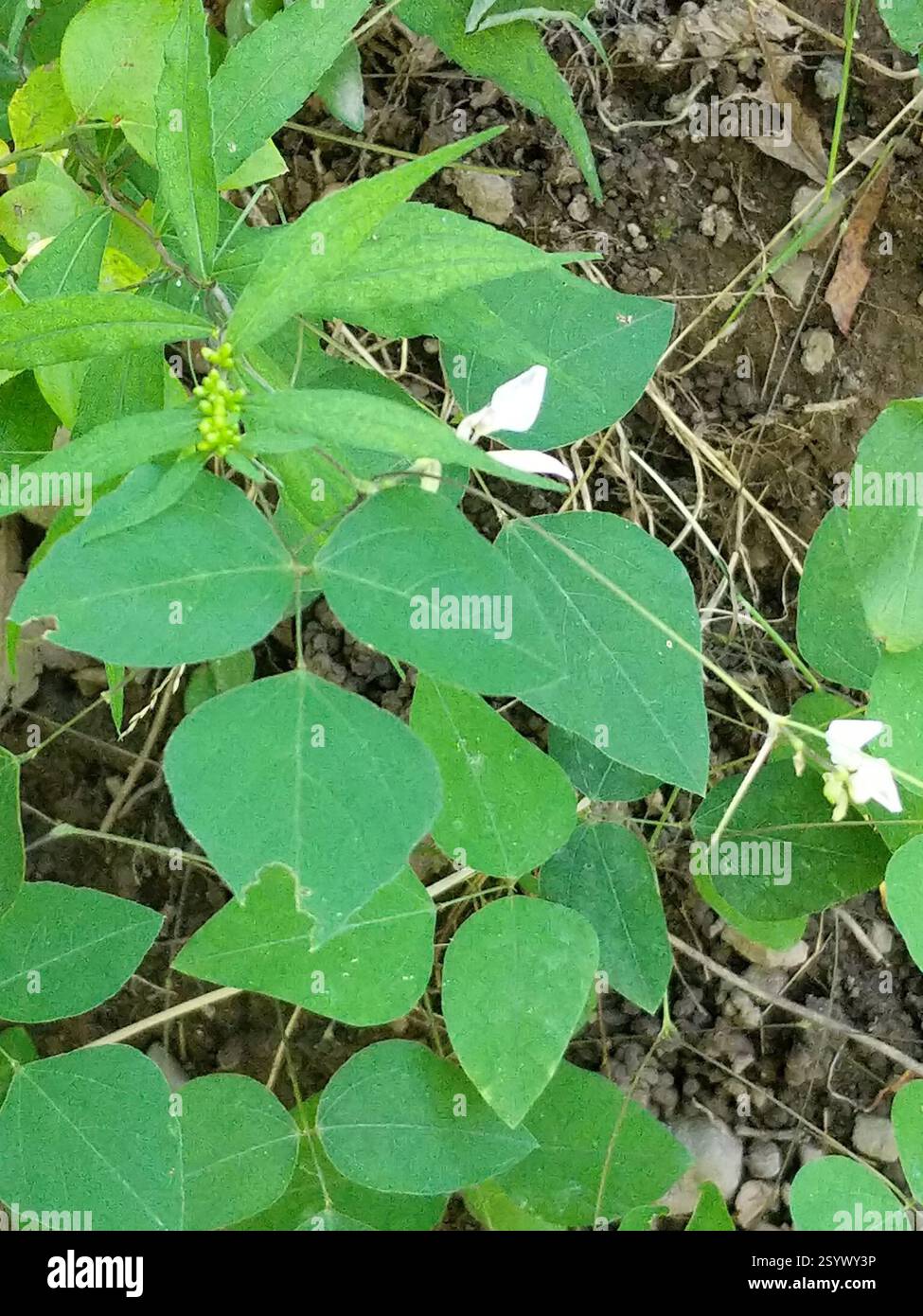 American hog-peanut (Amphicarpaea bracteata), Plantae, Henryville, PA ...