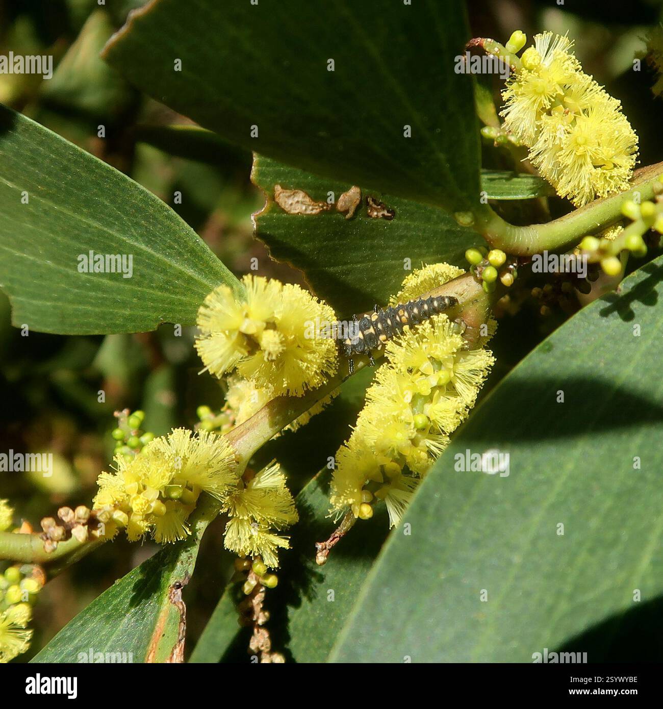 Tasmanian Ladybird (Cleobora mellyi), Insecta, Waterhouse Conservation ...