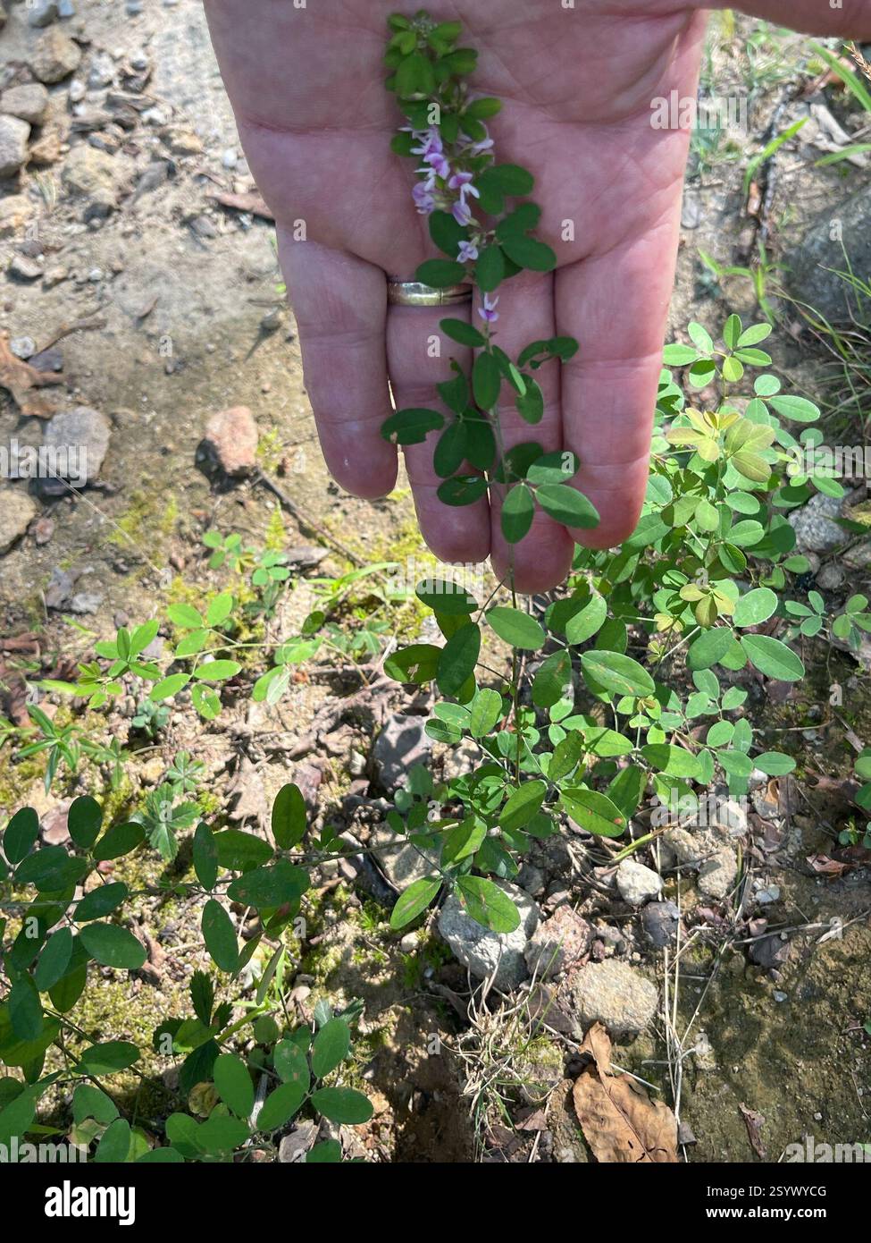 violet bush clover (Lespedeza violacea), Plantae, Fort Mountain State ...