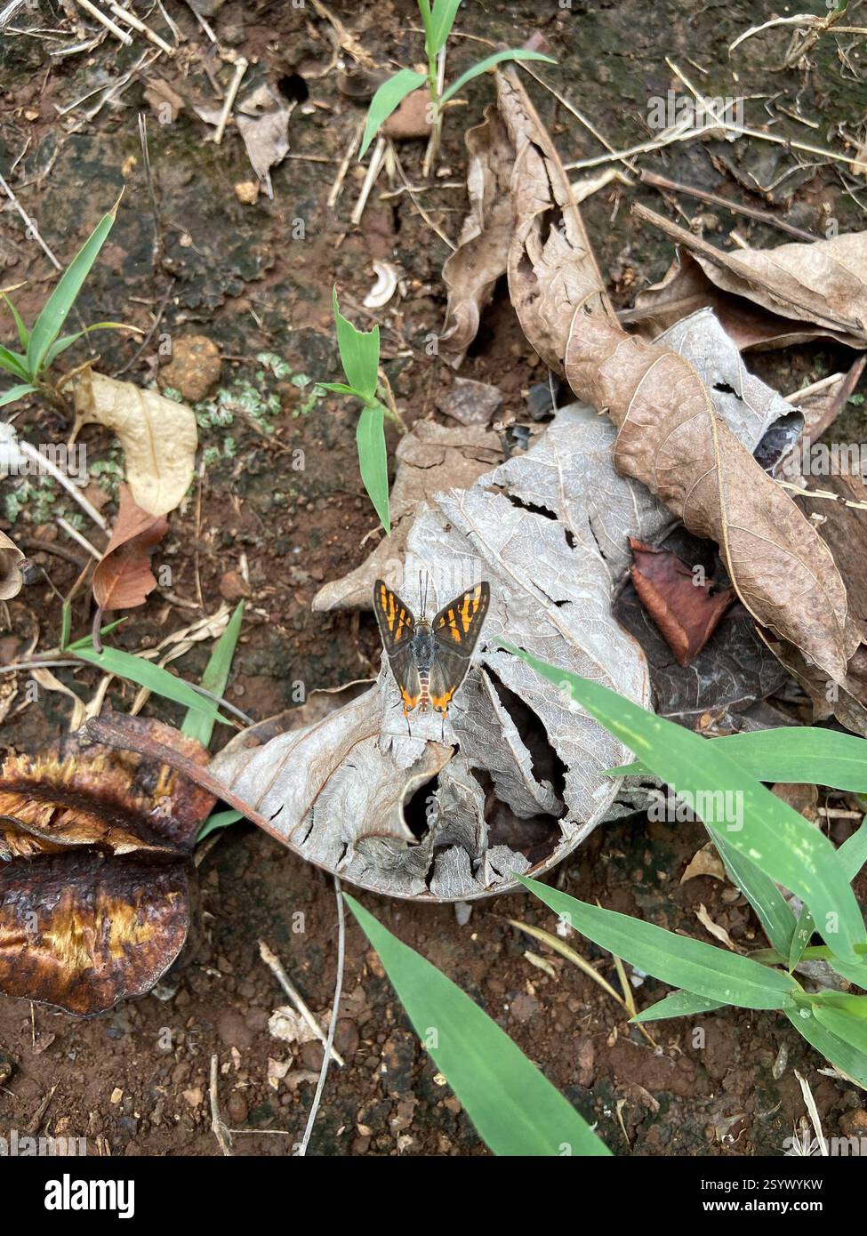 Common Silverline (Cigaritis vulcanus), Insecta, Dolvan, Tapi, GJ, IN ...