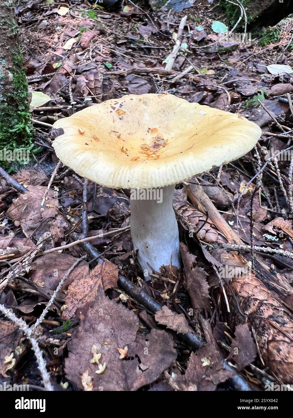 Yellow Swamp Brittlegill (Russula claroflava), Fungi, Nittedal, 30, NO ...