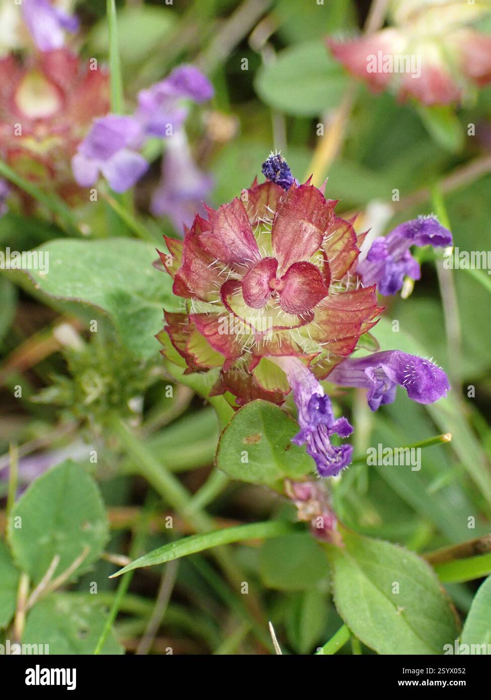 common selfheal (Prunella vulgaris), Plantae, Cosham, Portsmouth, UK ...