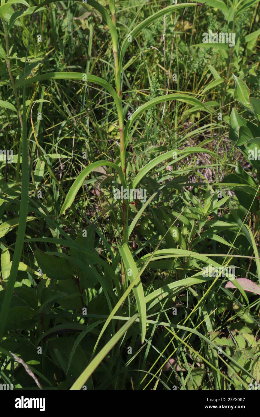 Riddell's goldenrod (Solidago riddellii), Plantae, Jefferson County, WI ...