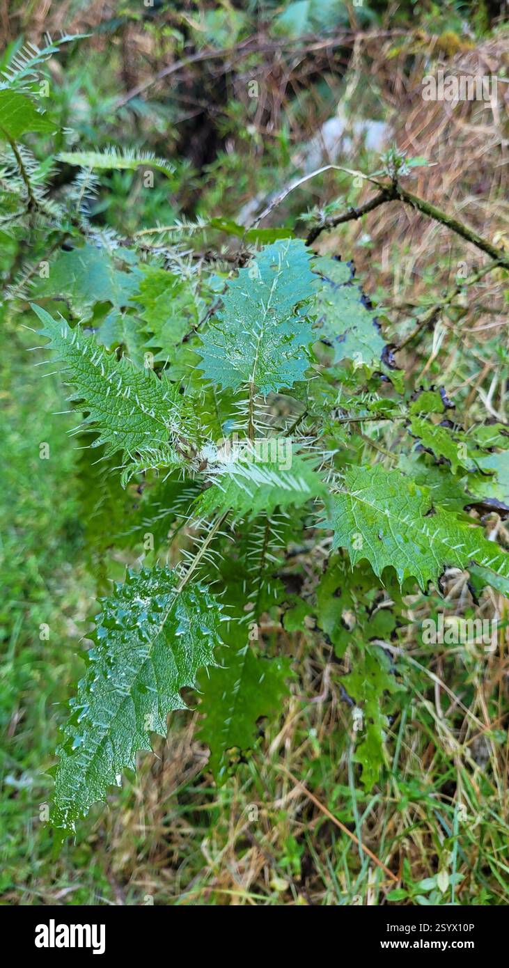 Tree Nettle (Urtica ferox), Plantae, Kokatahi, New Zealand Stock Photo ...