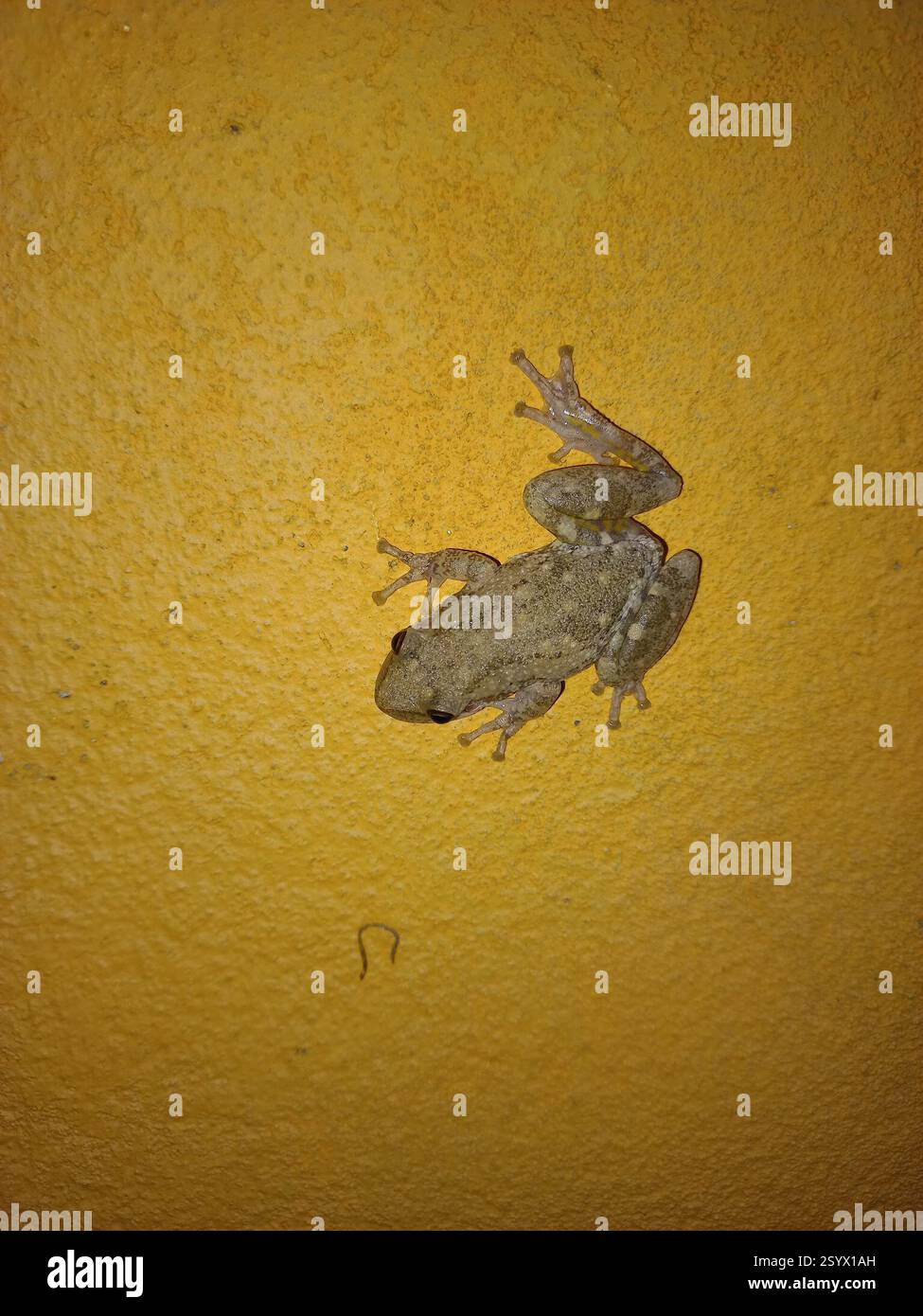 Lesser Snouted Tree Frog (Scinax nasicus), Amphibia, Bella Unión Stock ...