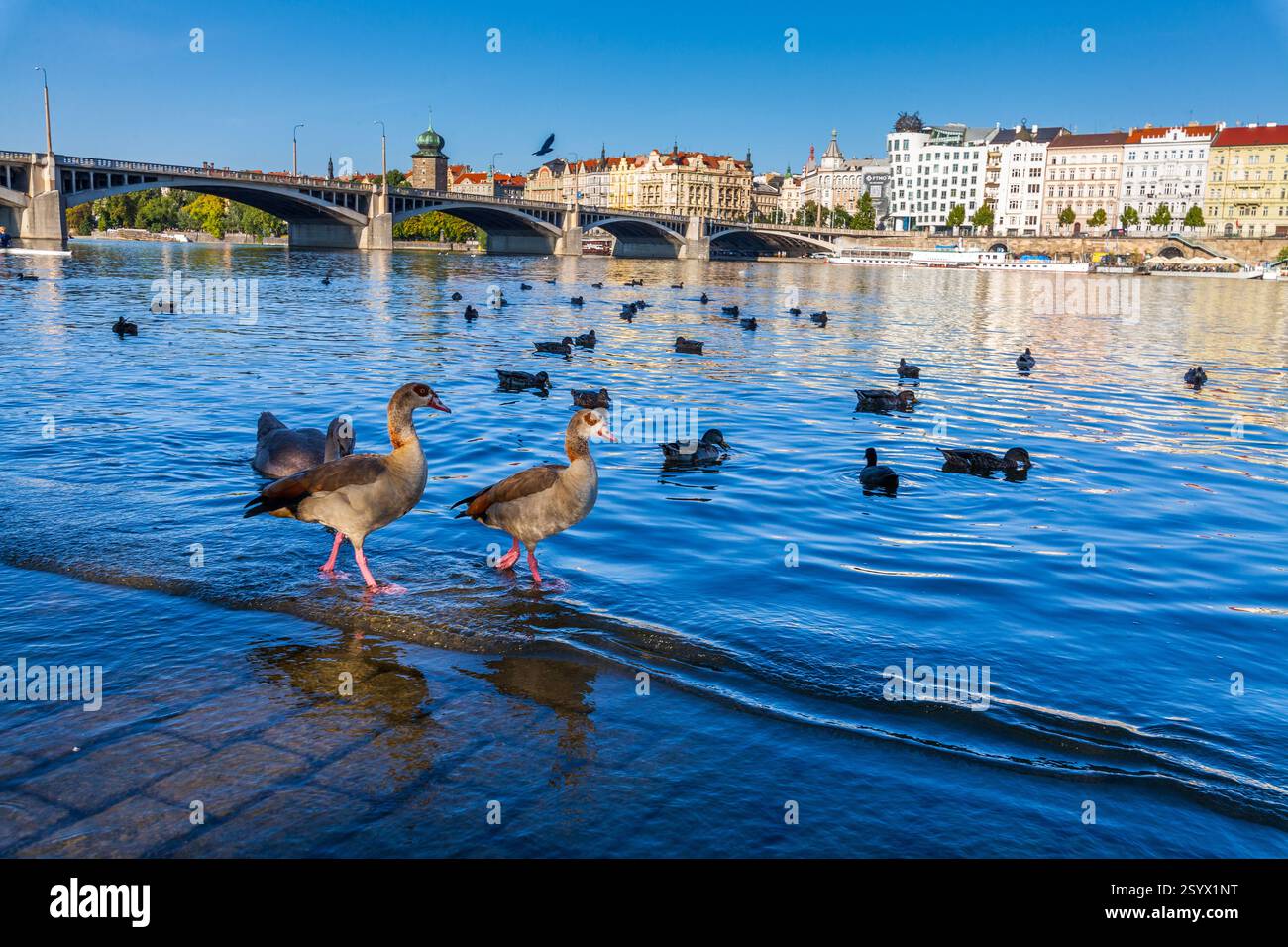 Two Egyptian geese stand on a stone embankment near a river with ducks ...