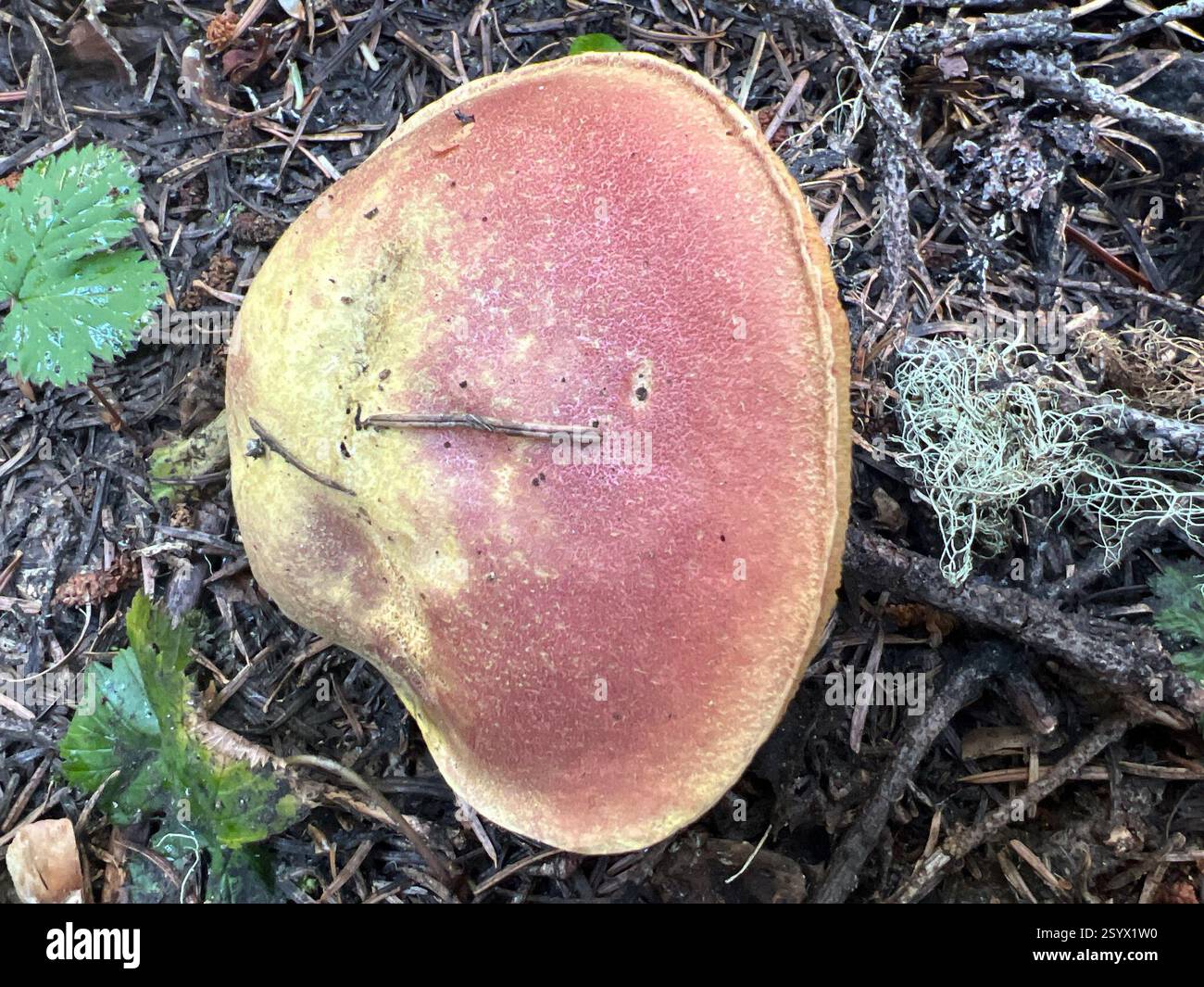 Smith's Bolete (Boletus smithii), Fungi, Skamania County, US-WA, US ...